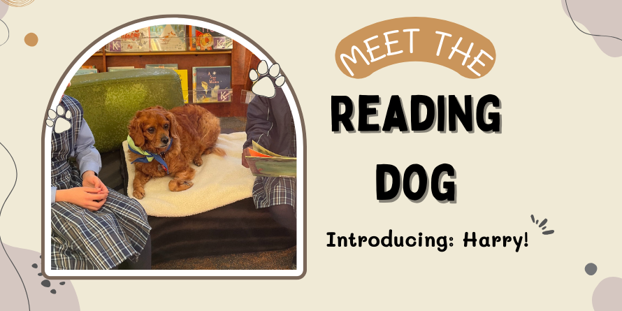 Reading dogs at YPRL